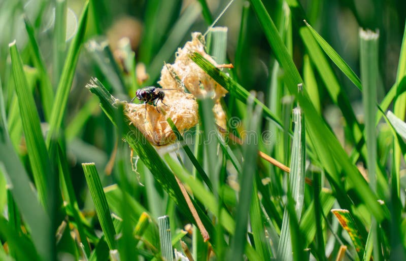 Fly on Fuzz in a Grass Lawn Macro Stock Photo - Image of fuzz, wildlife ...