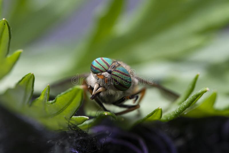 Fly gadfly on a leaf stock photo. Image of aphid, moss - 221126892