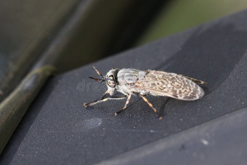 Gadfly Stock Images - Download 501 Royalty Free Photos