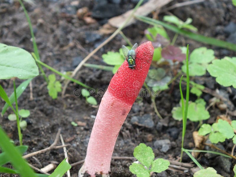 Fly in garden stock photo. Image of close, leaf, detail - 84908634
