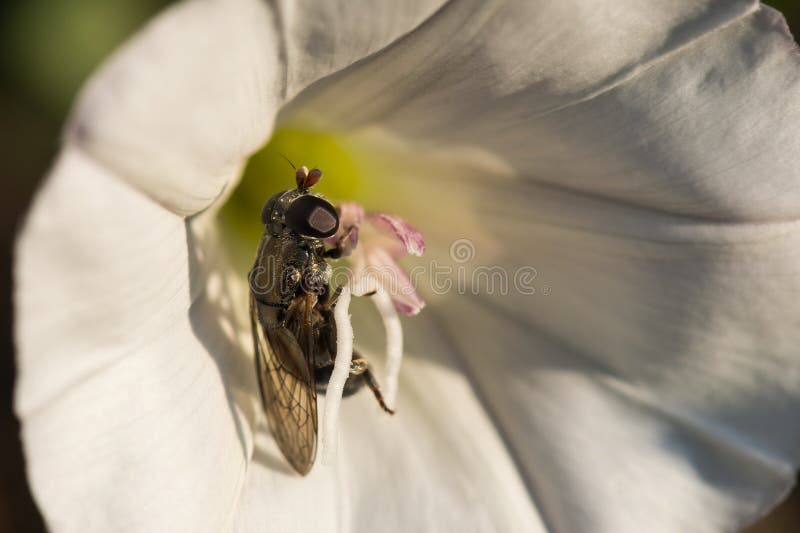 Fly Gathering Pollen from White Flower Stock Image - Image of gathering ...