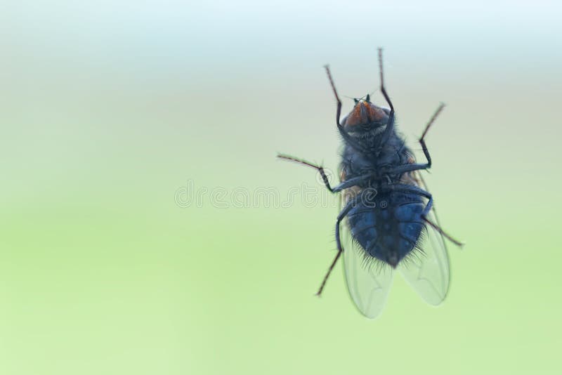 Fly on the glass stock image. Image of wing, glass, flies - 119991597