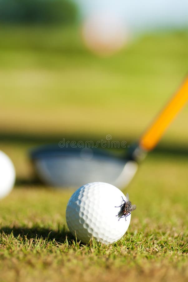 Fly on golf ball stock image. Image of club, swing, ball - 25058133