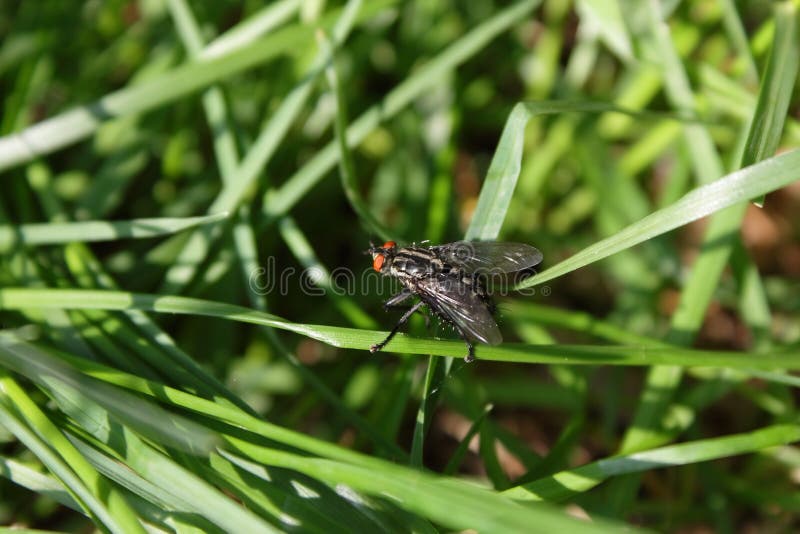 Fly on a Grass stock image. Image of grass, lawn, bright - 28308257