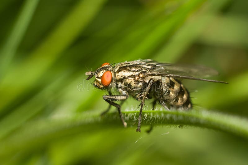 Fly on the grass. close-up stock image. Image of nature - 144028365