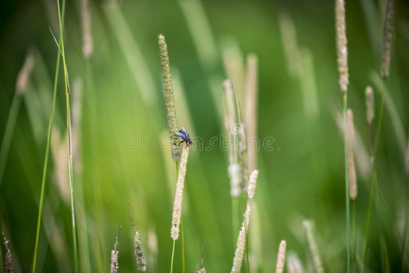 Fly on grass stock image. Image of agriculture, farm - 101641057