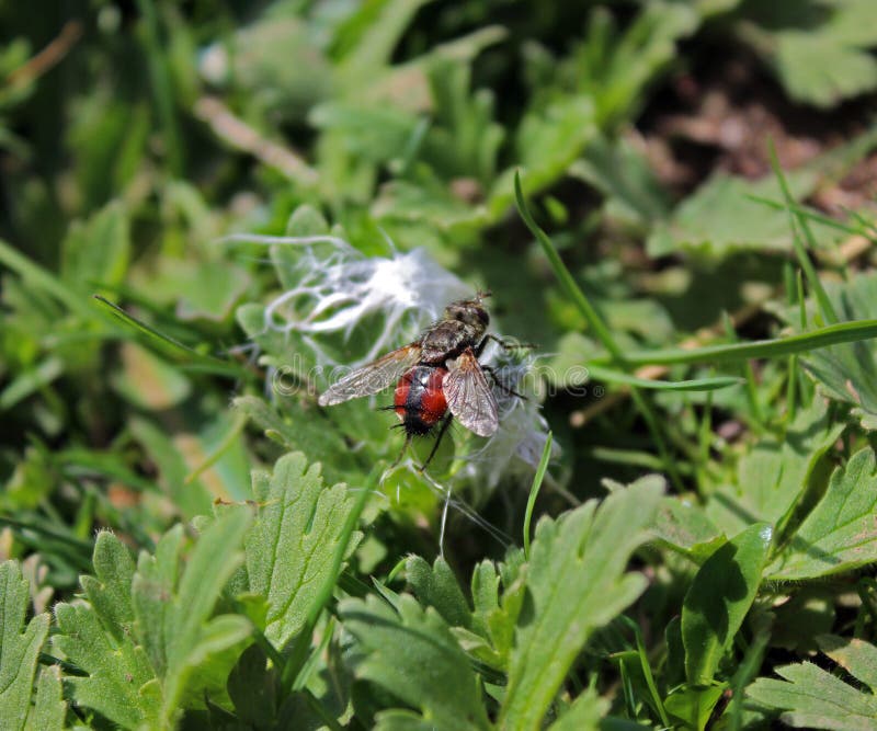 Fly on grass stock image. Image of biology, grass, wallpaper - 90996793