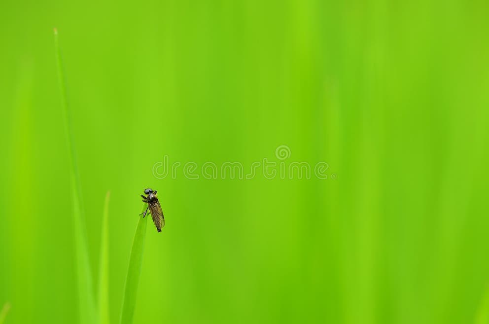Fly on grass stock image. Image of plant, field, scene - 39910893