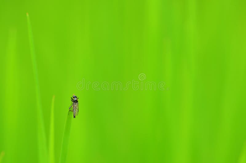 Fly on grass stock image. Image of insect, bright, nature - 39910895
