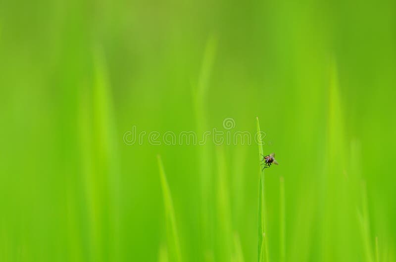 Fly on grass stock image. Image of field, meadow, summer - 39910897