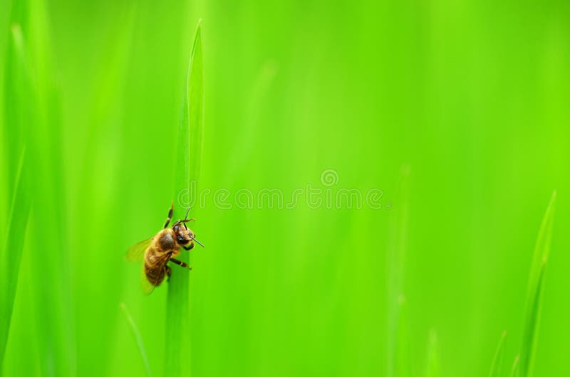 Fly on grass stock photo. Image of green, closeup, natural - 39910904