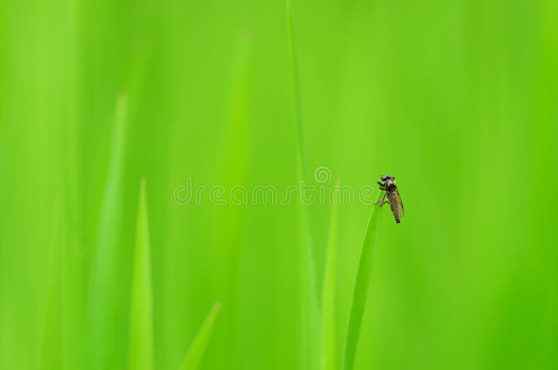 Fly on grass stock photo. Image of calm, rest, sleep - 39911006