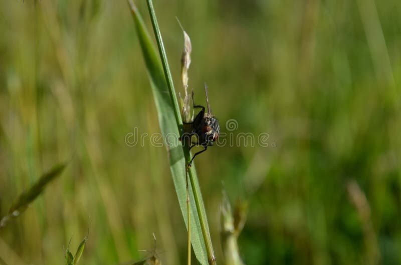 Fly on the grass stock image. Image of nature, forest - 97744369