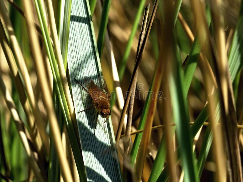 Fly in the grass stock image. Image of outdoor, wildlife - 80274533
