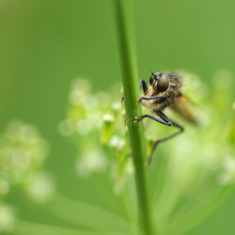 Fly on the grass stock image. Image of outdoor, summer - 87878997