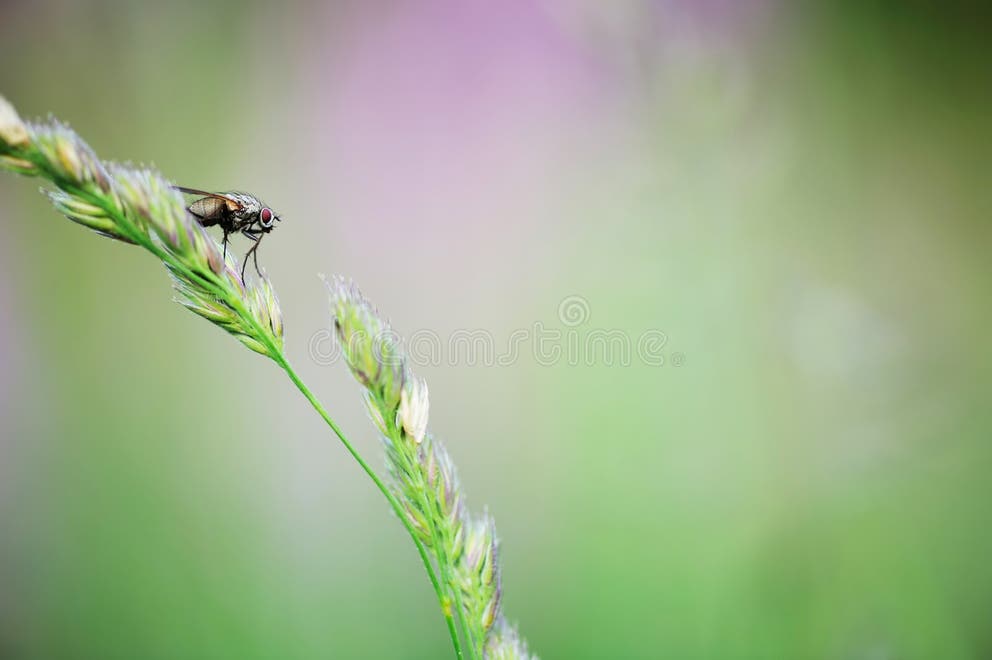 Fly Perching on Blade of Grass. Stock Image - Image of colors ...