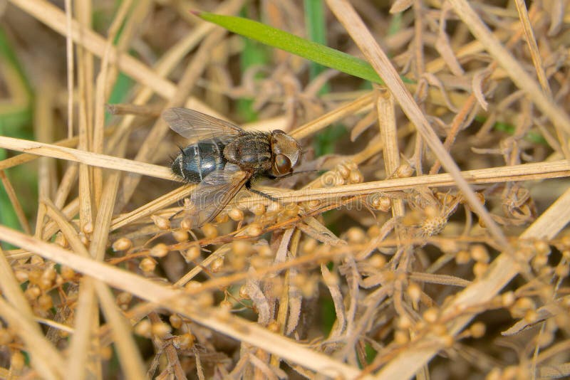 Fly in grass stock image. Image of flies, wildlife, natural - 238016223