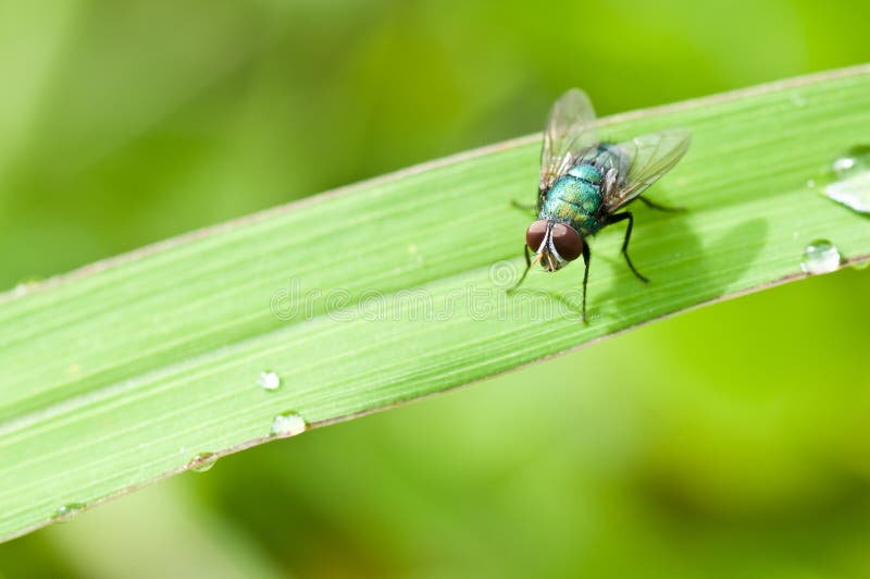 Fly on green grass stock photo. Image of nature, green - 21385276
