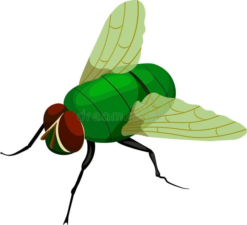Fly Green Insect Vector Image without Background Stock Vector ...