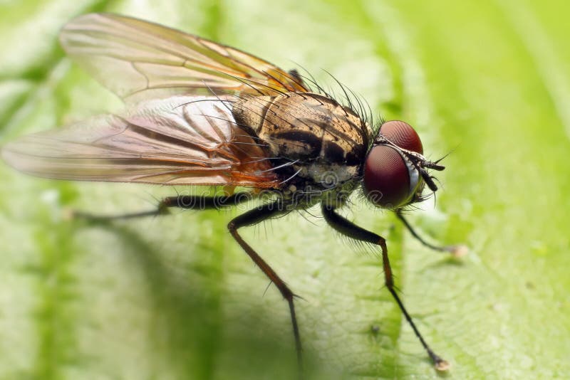 Fly on stem stock photo. Image of claws, insect, wings - 61418888