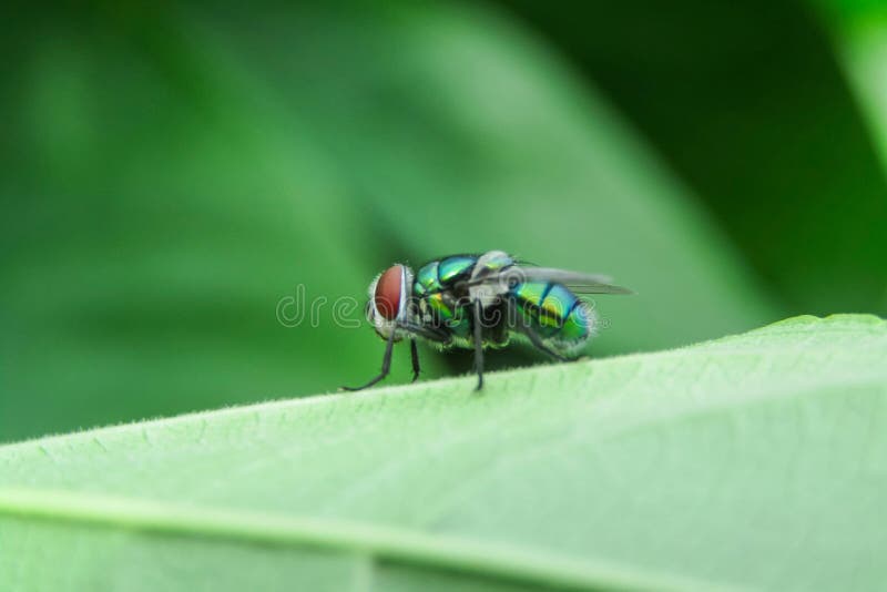 Fly on Green Leaf in the Wild Nature or in the Garden Stock Image ...