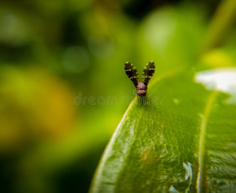 Fly on green leave stock image. Image of grass, leaf - 250858015