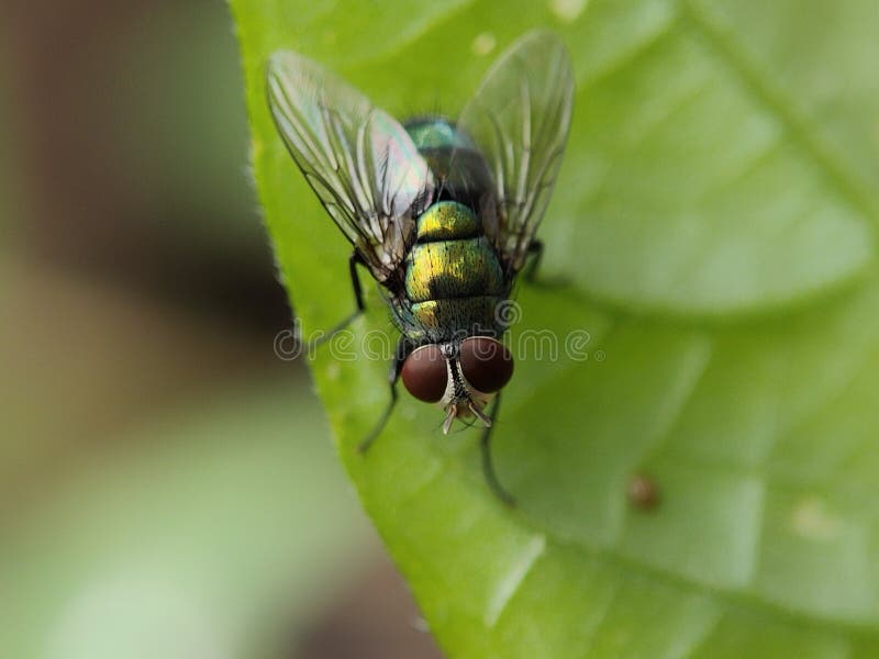 Fly on Green Leaves Background Stock Photo - Image of yellow, indonesia ...