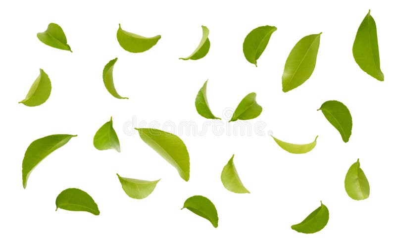 Fly green leaves isolated stock image. Image of healthy - 135046801