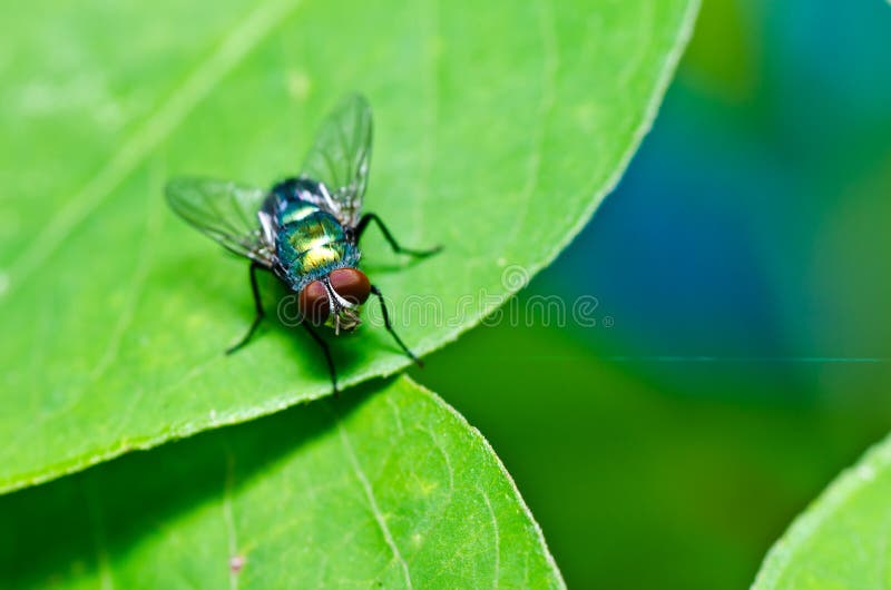 Fly in green nature stock photo. Image of junk, white - 21444634