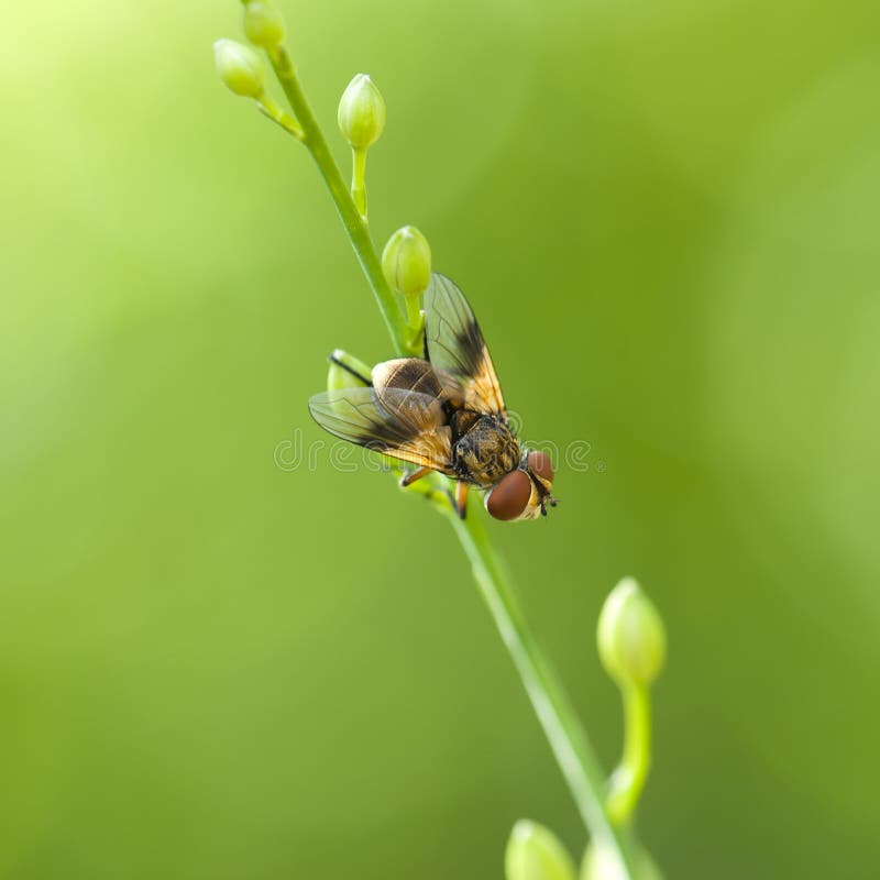The fly on a plant stock photo. Image of macro, eyes - 29931936