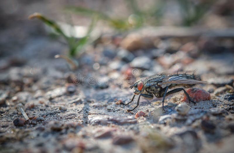 A fly on the ground stock photo. Image of body, closeup - 193307232