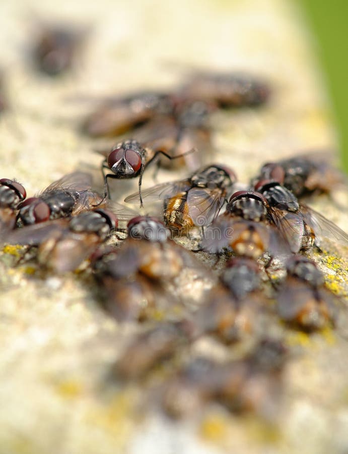 1,260 Swarm Flies Stock Photos - Free & Royalty-Free Stock Photos from ...