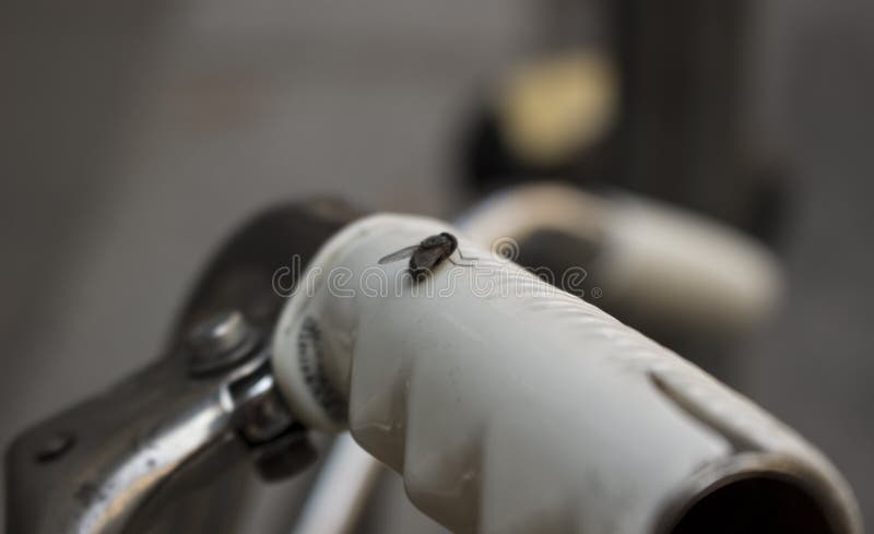Fly on handlebar stock photo. Image of color, bicycle - 91270046