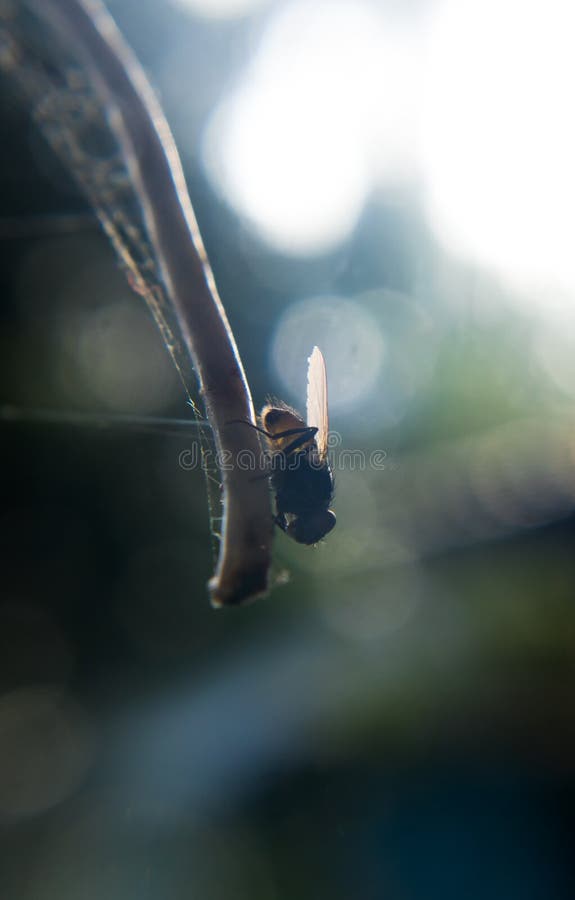 A fly in a hanged wire stock image. Image of arthropoda - 242939043