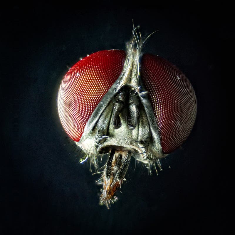 Fly head stock photo. Image of nose, magnify, magnification - 19255758