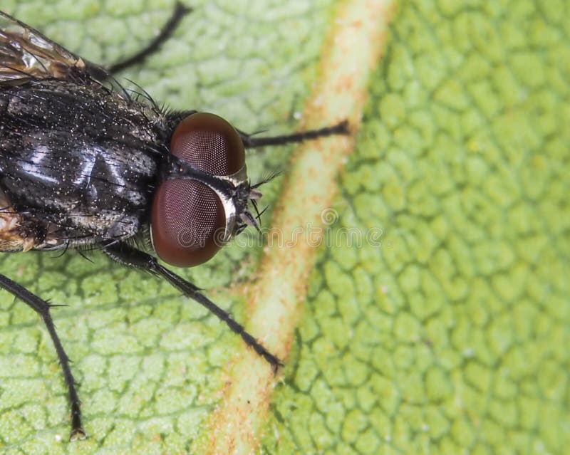Fly head macro stock image. Image of head, house, detail - 51429233