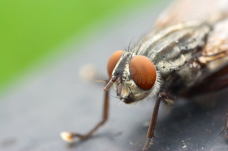 Fly head closeup stock image. Image of magnification - 20447235