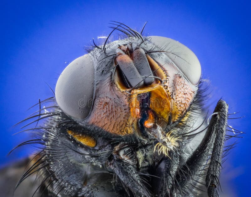 Fly head macro. stock image. Image of flight, beast - 126595235