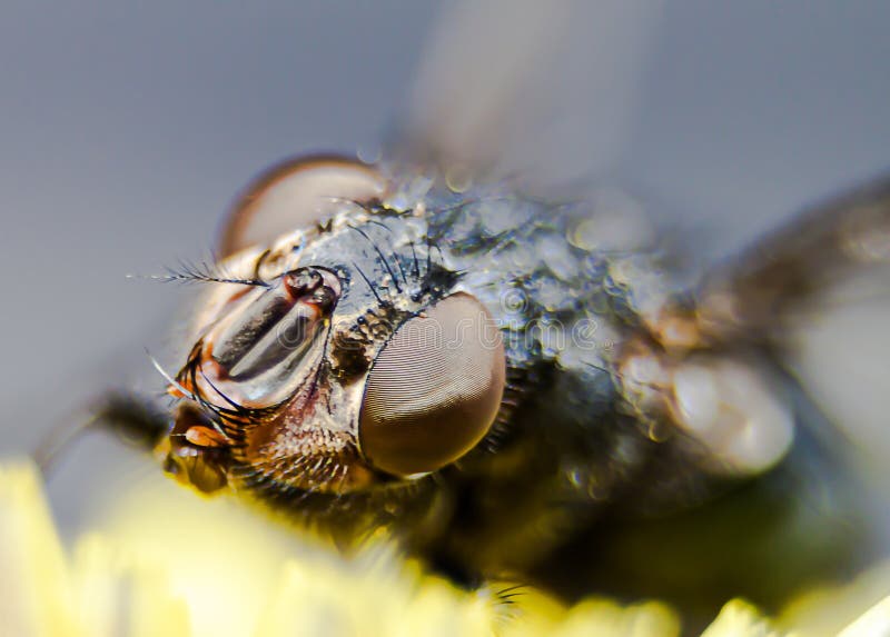 Fly Head in Macro Foreground Stock Image - Image of small, flower ...