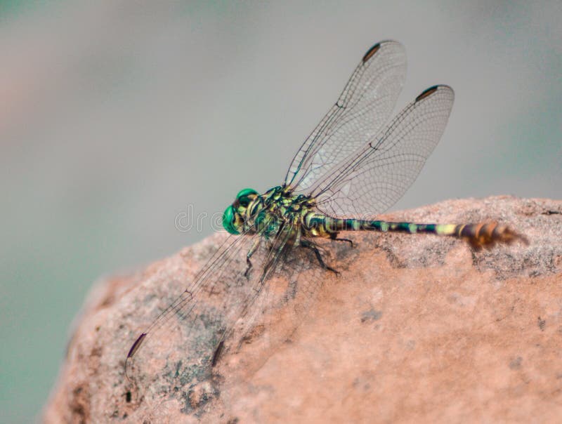 Dragon fly stock photo. Image of wildlife, forests, nature - 134267194