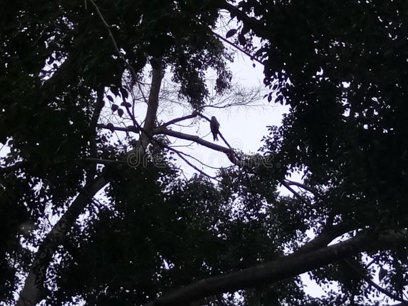 Fly high stock image. Image of nice, wildlife, high - 124533729