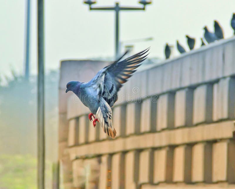 Fly high and touch the sky stock photo. Image of blue - 178439806
