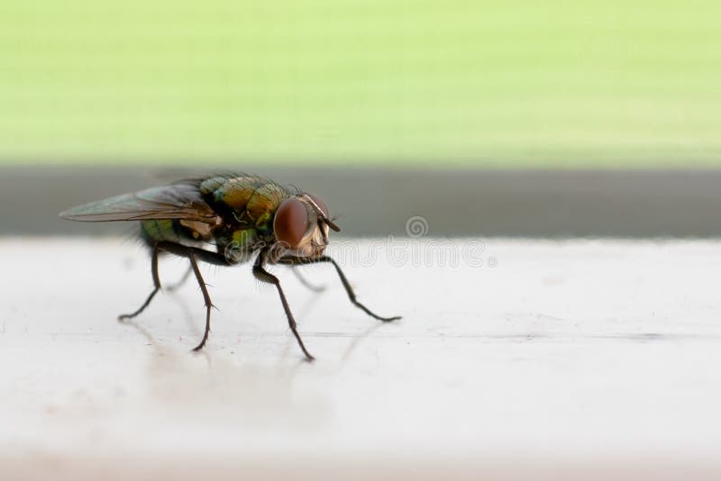 Fly stock photo. Image of close, interior, iridescent - 57644488