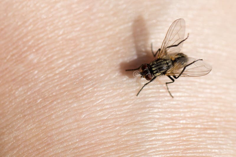 Fly on human skin stock photo. Image of photography, macro - 51283402
