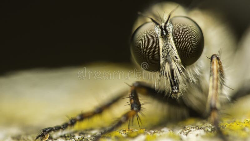 Fly Hunter Looking for a Prey Stock Image - Image of sigma, miniteca ...