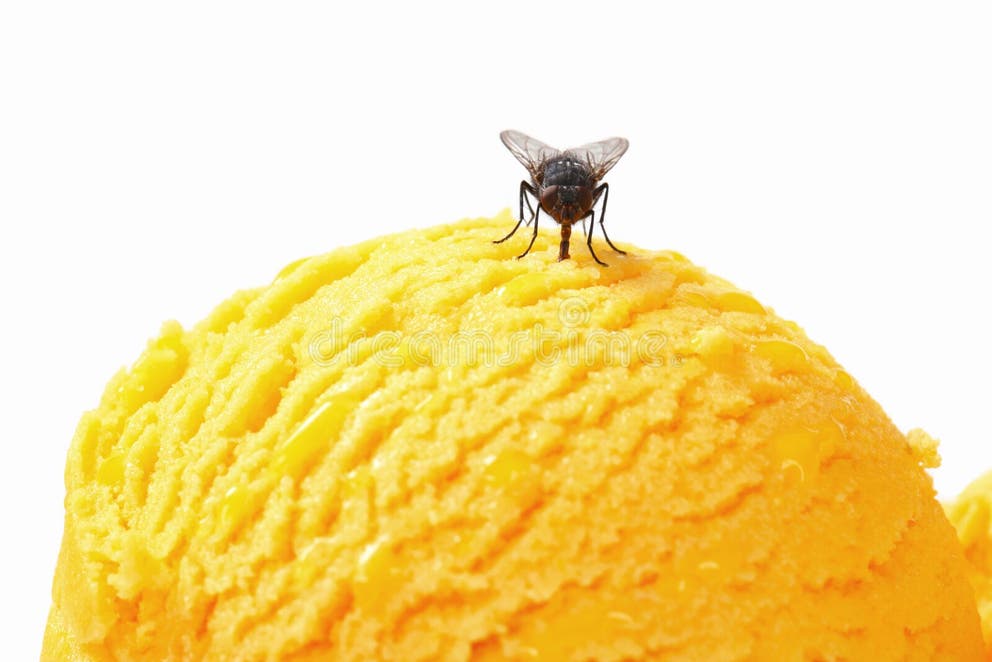Fly on ice cream stock photo. Image of risk, dirty, insect - 29196148