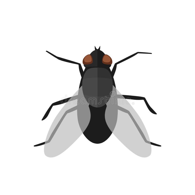 Hand Drawn Sketch of Fly. Vector Illustration. Stock Vector ...