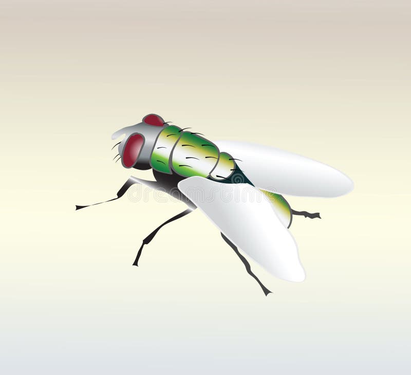 Fly illustration stock illustration. Illustration of poster - 29262277