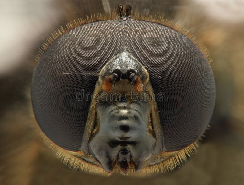 Fly Imitating Bee Extreme Closeup Stock Image - Image of detailed ...