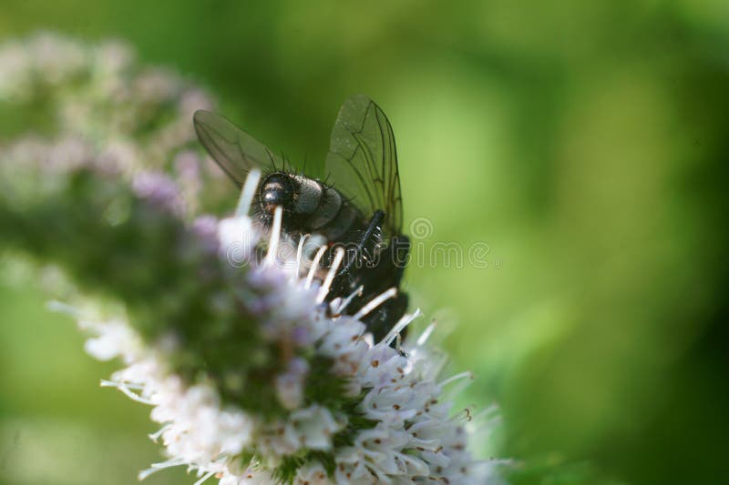 The Fly on the Inflorescence Mint Stock Photo - Image of hard, green ...